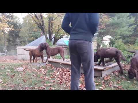 KOREAN MASTIFF Korean Mee Khun DOSA Dogs @dosamoonkennels © - YouTube