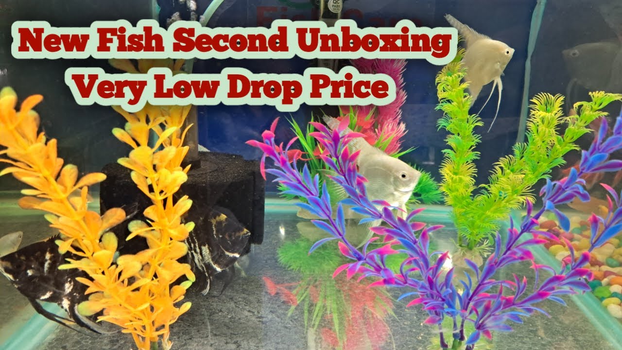 The Unboxing Revolution: Why Cheap Drop Offers Are Taking Over - YouTube