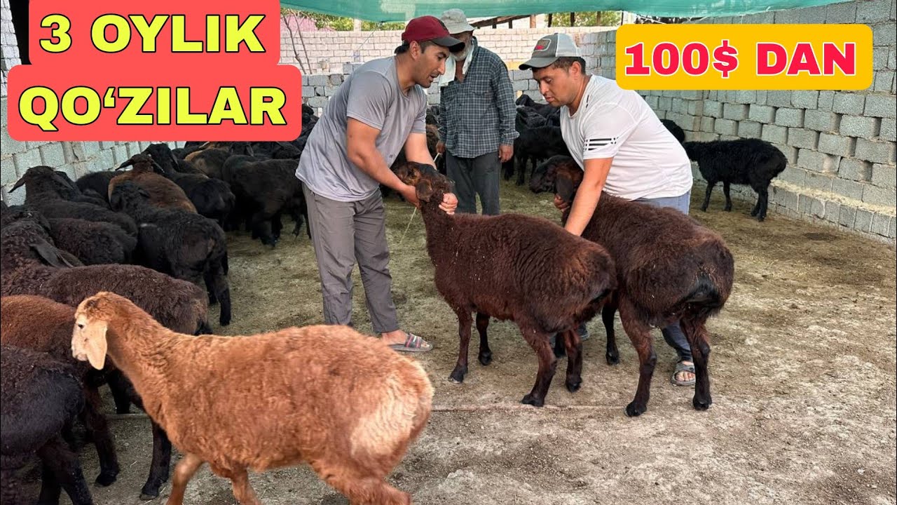 3 OYLIK QO‘ZILAR 100$ DAN BO‘LIP KETDI SHOSHILING - YouTube