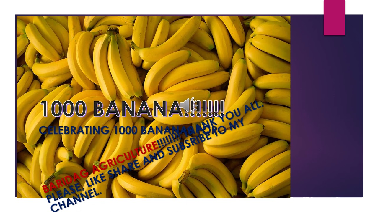 1000 banana - YouTube