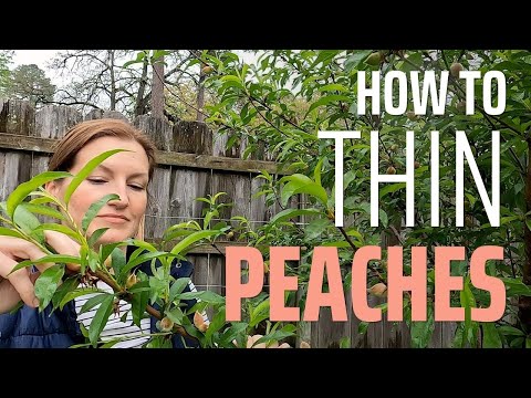 Peach Thinning 101 (No Pain No Gain!)