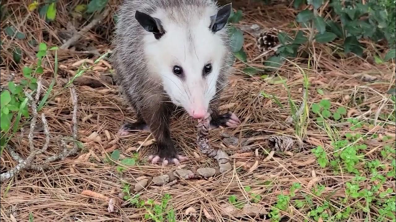 Opossum attacks and eats copperhead part 1 - YouTube