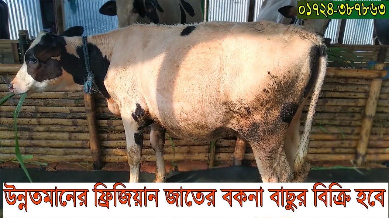 নং[৪৯০]উন্নতমানের ০৯ মাসের ফ্রিজিয়ান জাতের বকনা বাছুর কিনুন কম দামে ...