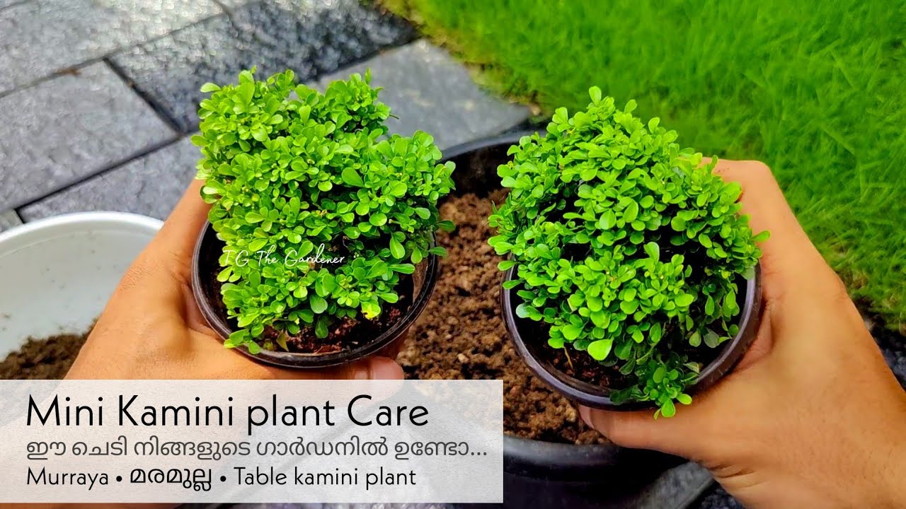 Mini Kamini Plant • Murraya plant • Dwarf kamini plant Care | ഈ ചെടി ...