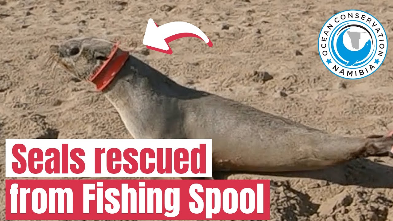 2 Seals Freed From Choking Fishing Spool - YouTube