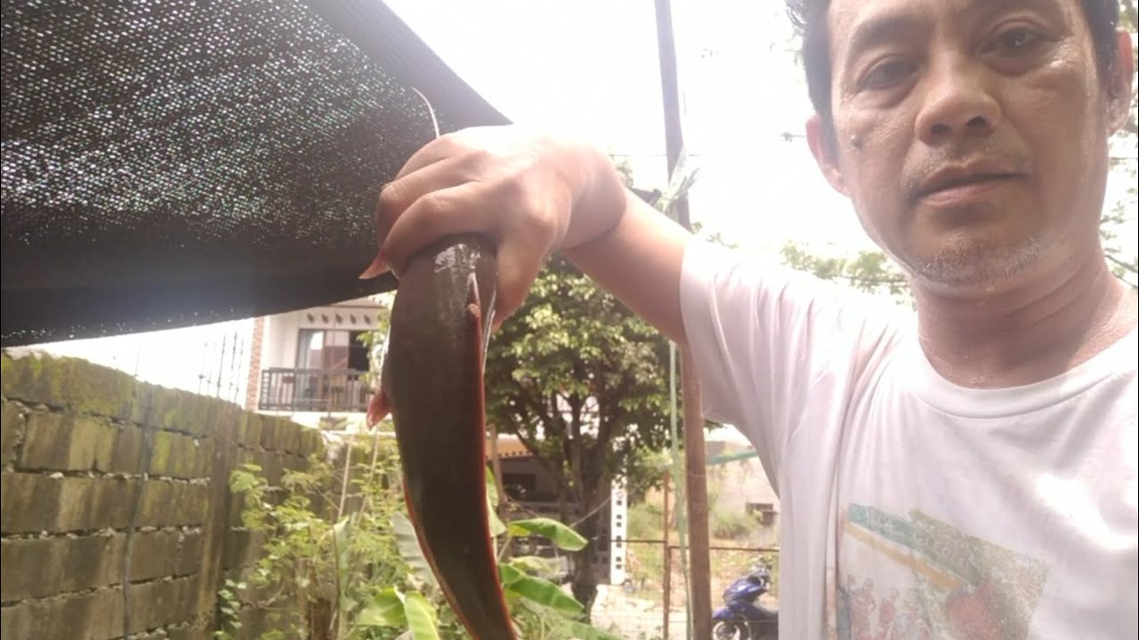 First Harvest, 3 pieces 1 kilo | African Hito - YouTube