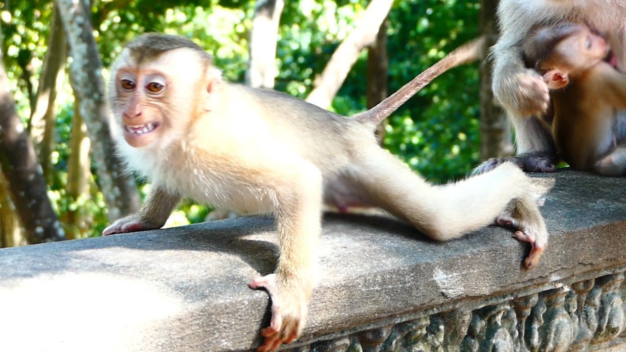 Oh why bite him like this?, Molia mistreat teenaged monkey, and her ...