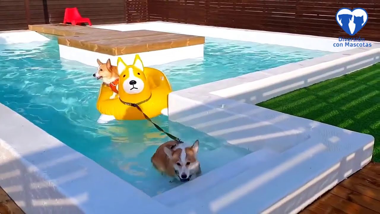 Videos de Risa Perros 🐶 | Funny Dogs Compilation 🐶 | Try not to Laugh ...