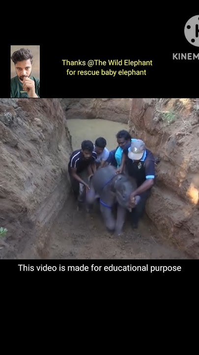 Baby Elephant rescue from @THEWILDELEPHANT #shorts #cutebaby - YouTube