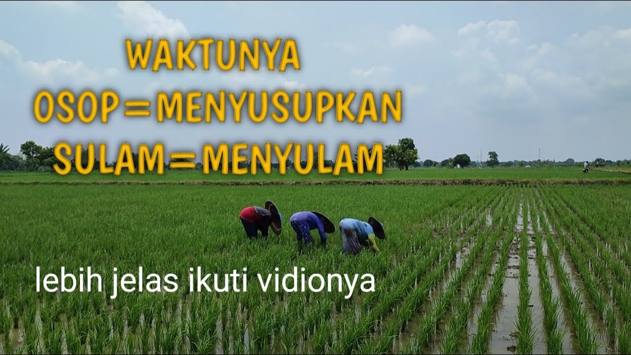 Metode Pertanian Sulam Dan Usup - YouTube