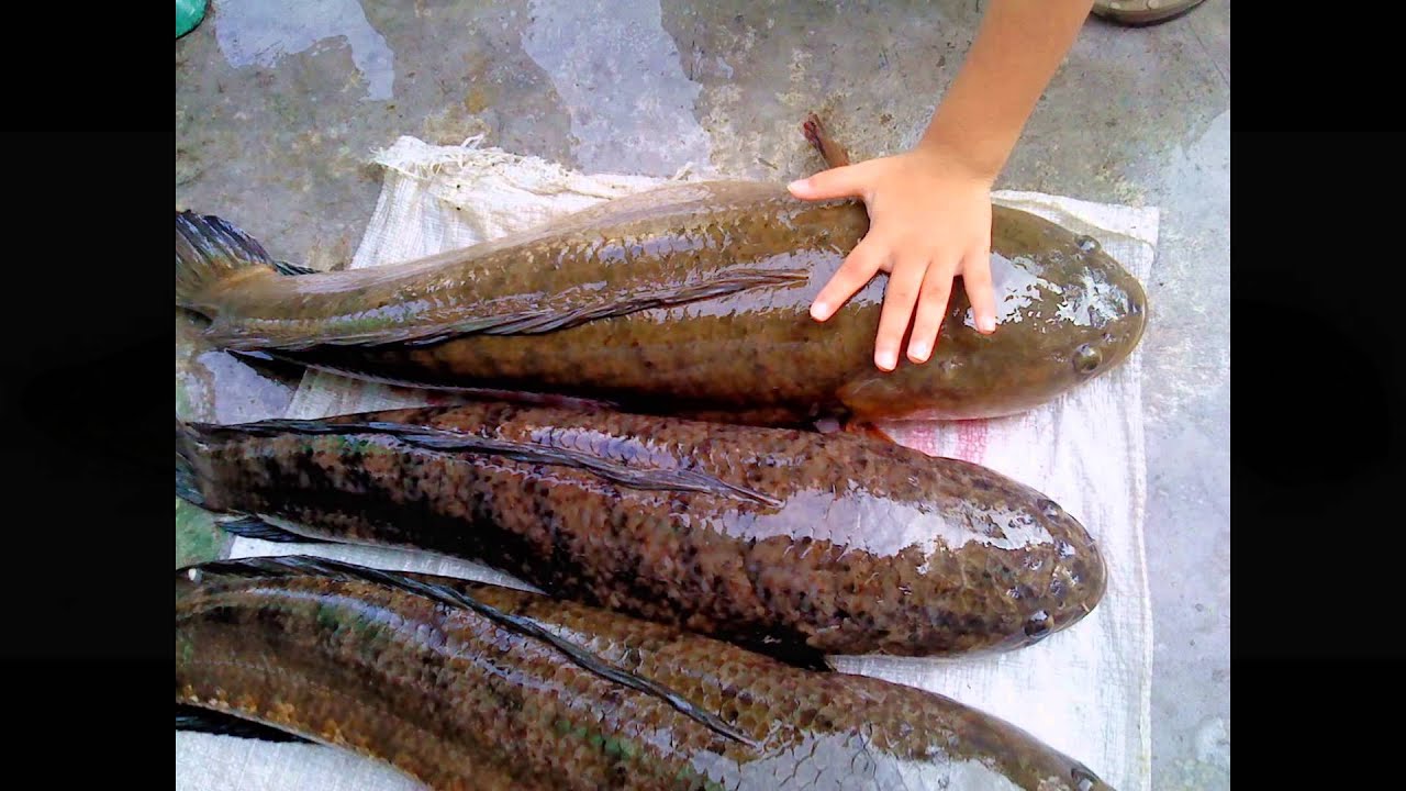 fish containing plasma proteins - YouTube