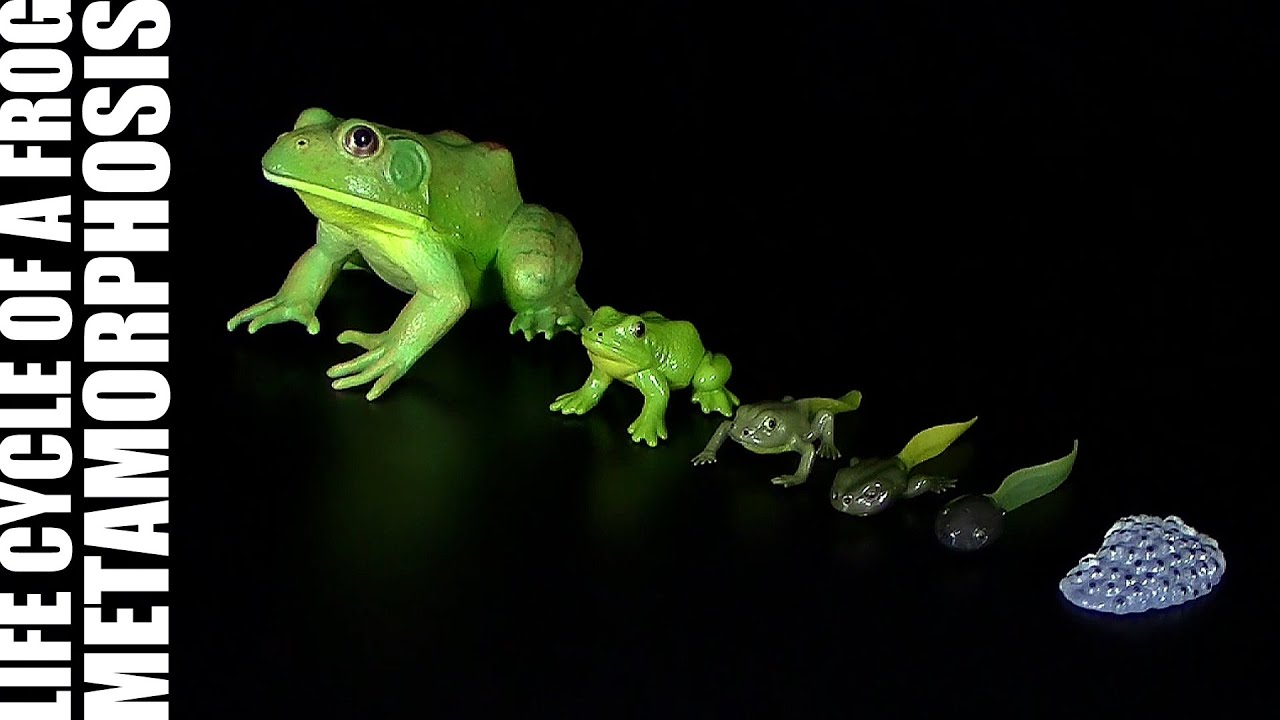 Safari Ltd. ® Life Cycle Of A Frog / Lebenszyklus Frosch - Metamorphose ...