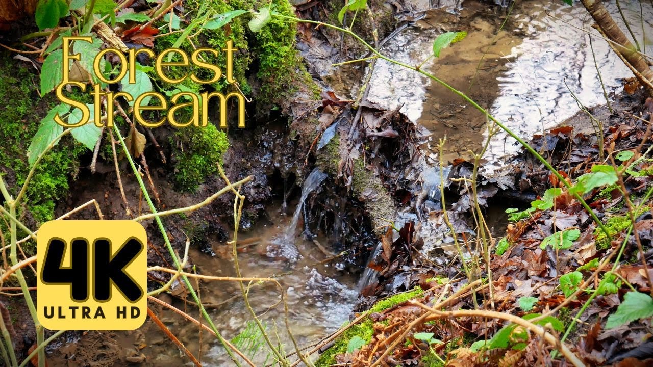 4K Tranquil Forest Stream: Gentle Water Flow and Birdsong Sounds - YouTube