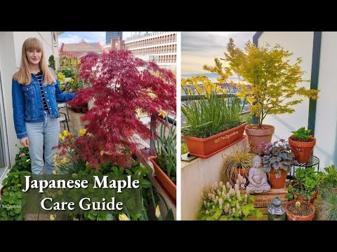 How To Care For Container Grown Baby Japanese Maple Tree