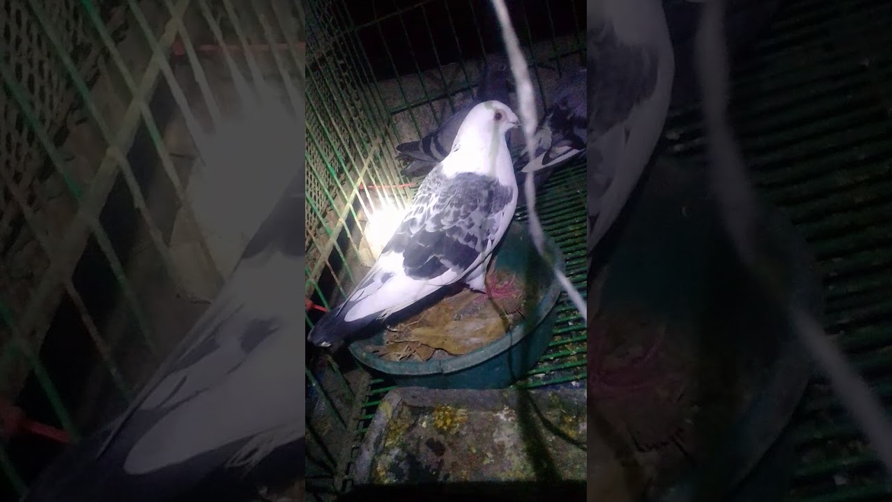 kalapatids - YouTube