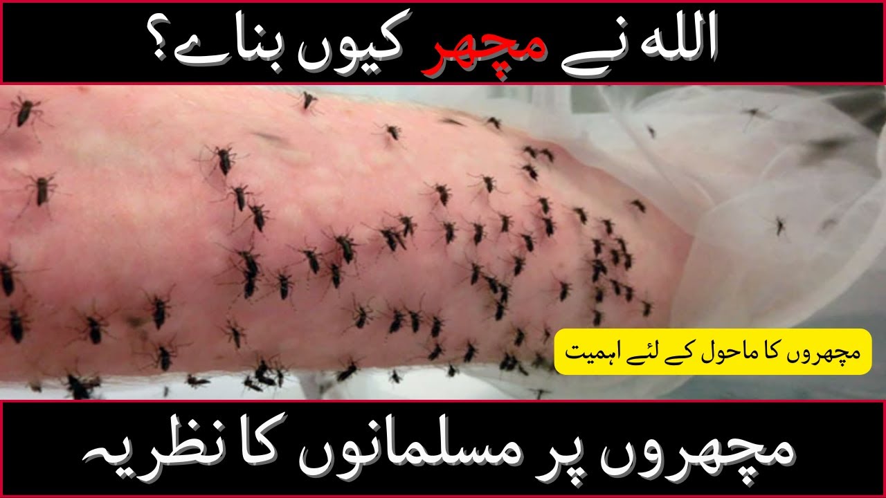 Why Allah Created Mosquitoes | Why They're Important for Environment ...