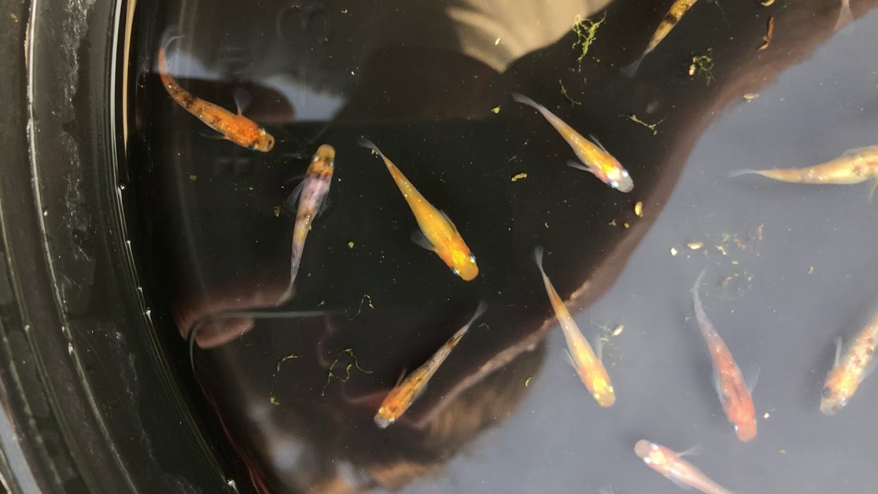 Medaka “Tricolor Lamè” e “Red & White Lamè” - YouTube