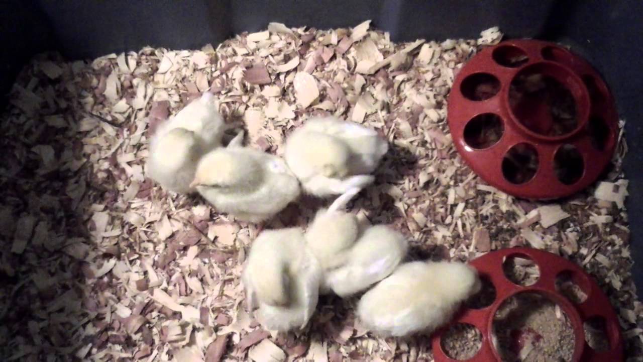Tetra Tint Chicks - YouTube