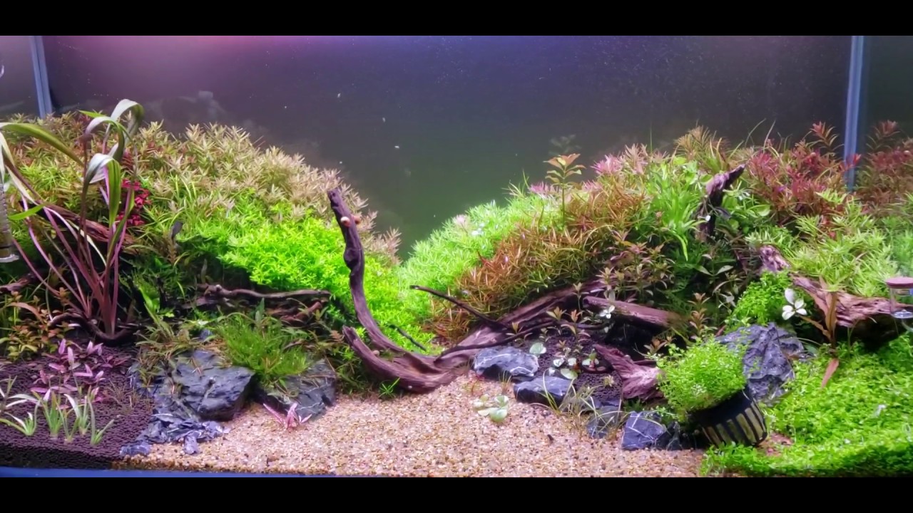 2months in: Crypt spiralis tiger and hygro araguaia day 1 - YouTube