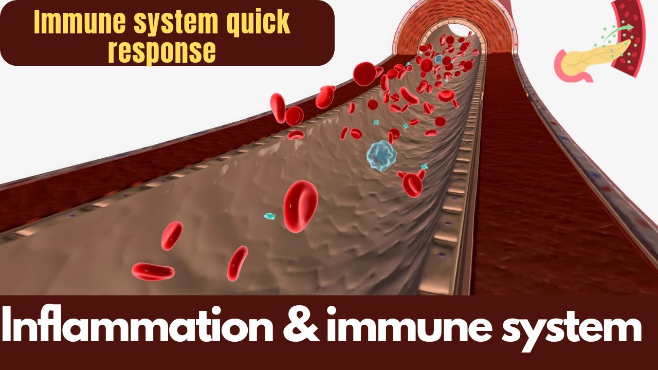 Inflammation Unleashed: The Immune System's Response || immune system ...
