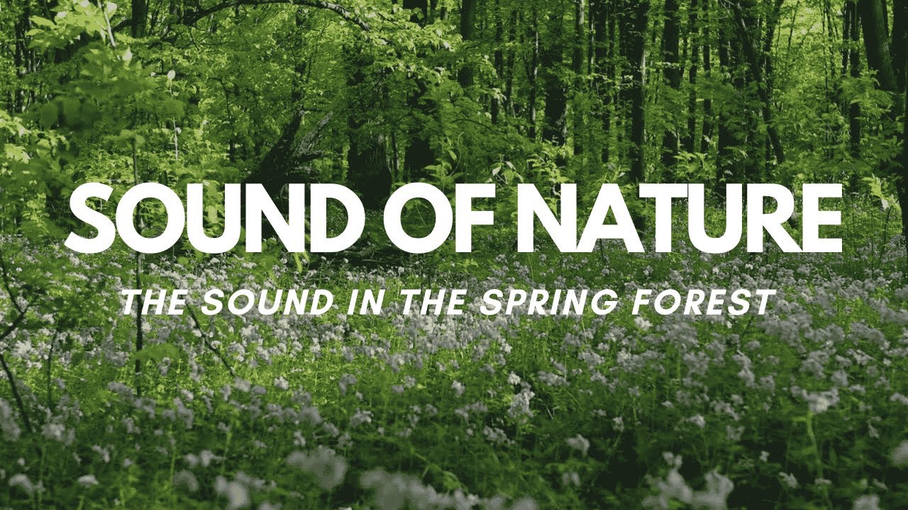 1 HOUR OF RELAXATION - The Sound In The Spring Forest - YouTube