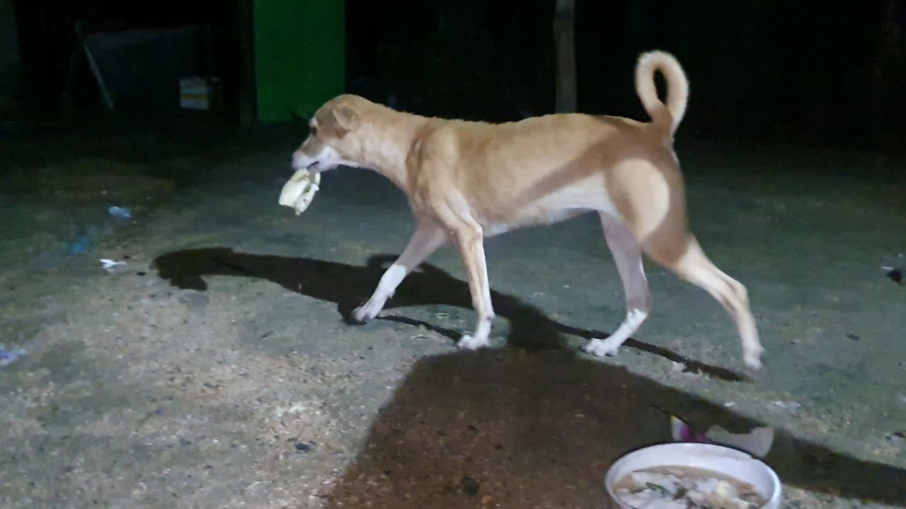 Make simple plate for dogs and give delicious dinner to them - YouTube