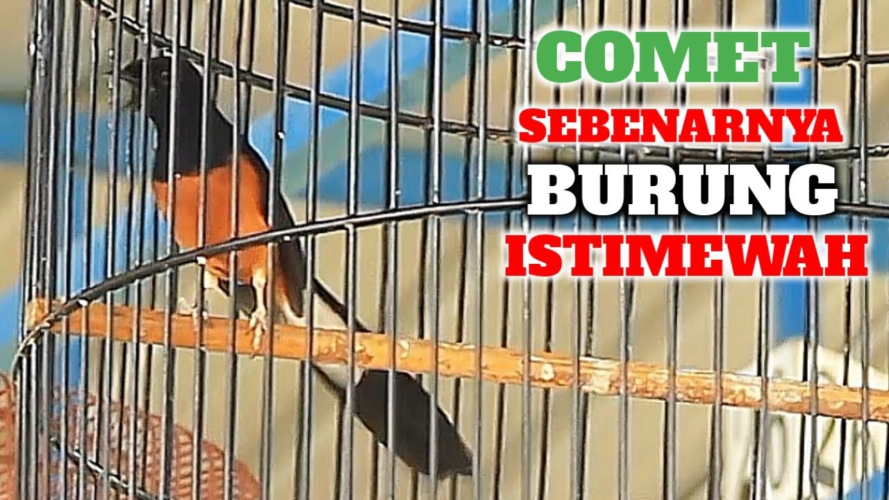 MURAI BATU COMET‼️BULU BARU BELOM 100% TOP PERFORM - YouTube