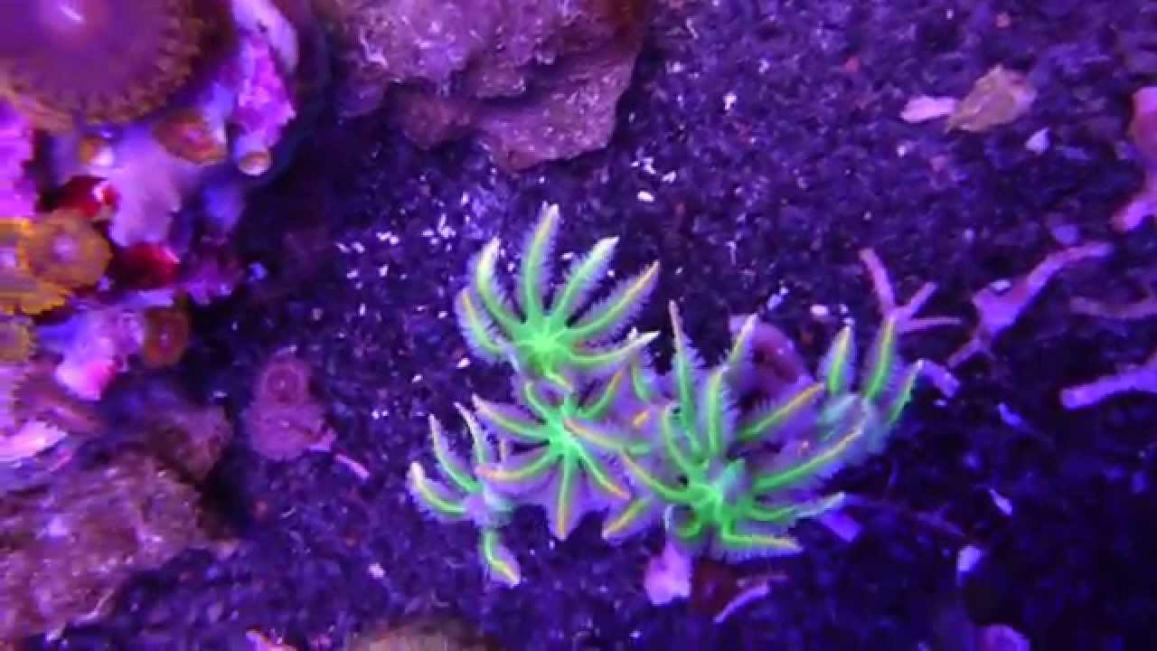 YellowTip Nuclear Green clove polyp frags - YouTube