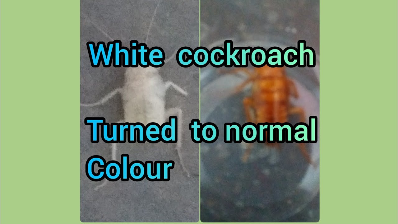 White cockroach turned to normal colour - YouTube