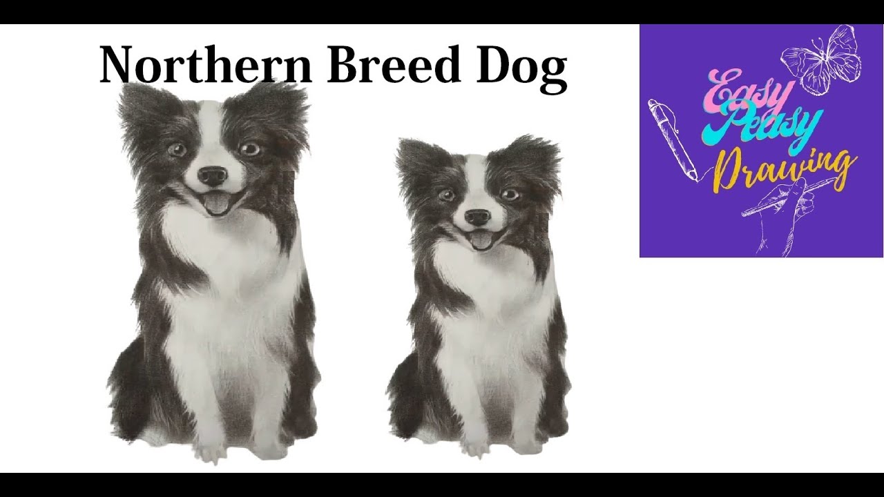 How To Draw Northern Breeds Dog - YouTube