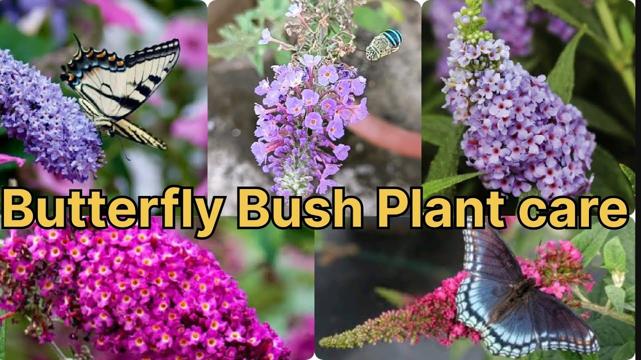Butterfly Bush Plant Care||Buddlija||Buddleia||beautiful flowers Bush ...