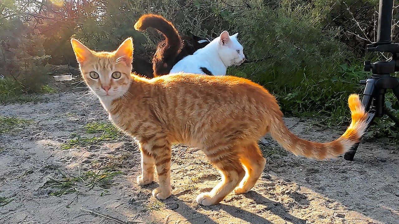 Stray cats divide canned food according to the rules of a cat colony ...