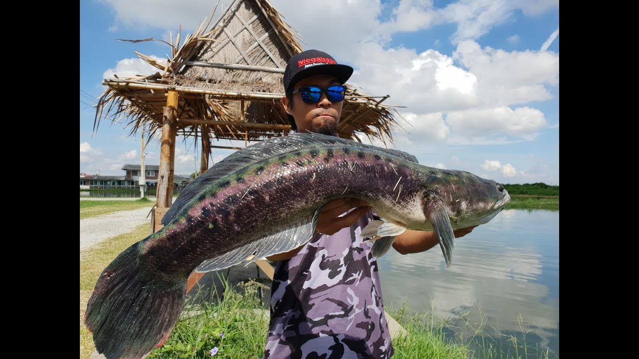 Fishing in Thailand: GIANT SNAKEHEAD HUNT at Pilot 111 Pond - YouTube