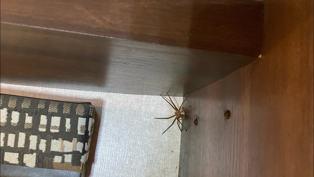 Oh Nooo! A Big Wolf Spider In My Home! How I Keep It From Getting in My ...