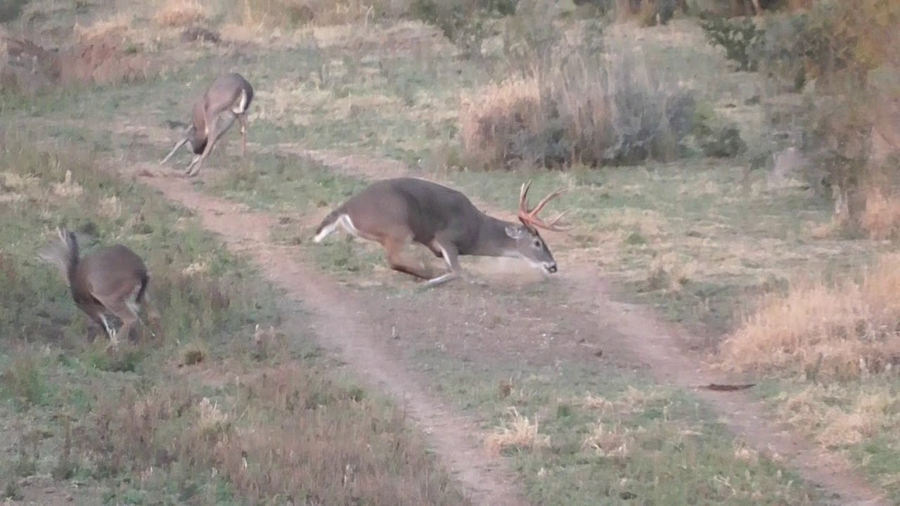 Lumpy Jaw 12 02 2018 - YouTube