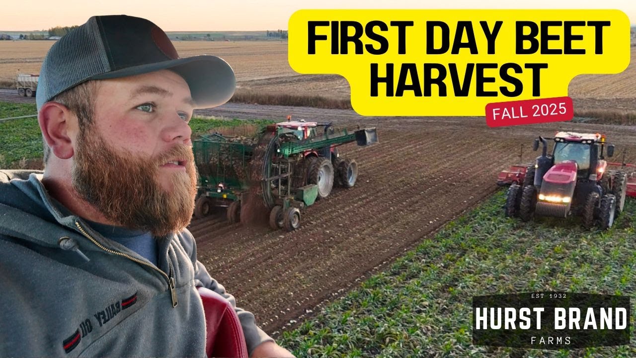Sugar Beet Harvest Begins! Cutting Tops, Running Diggers, and Hauling ...
