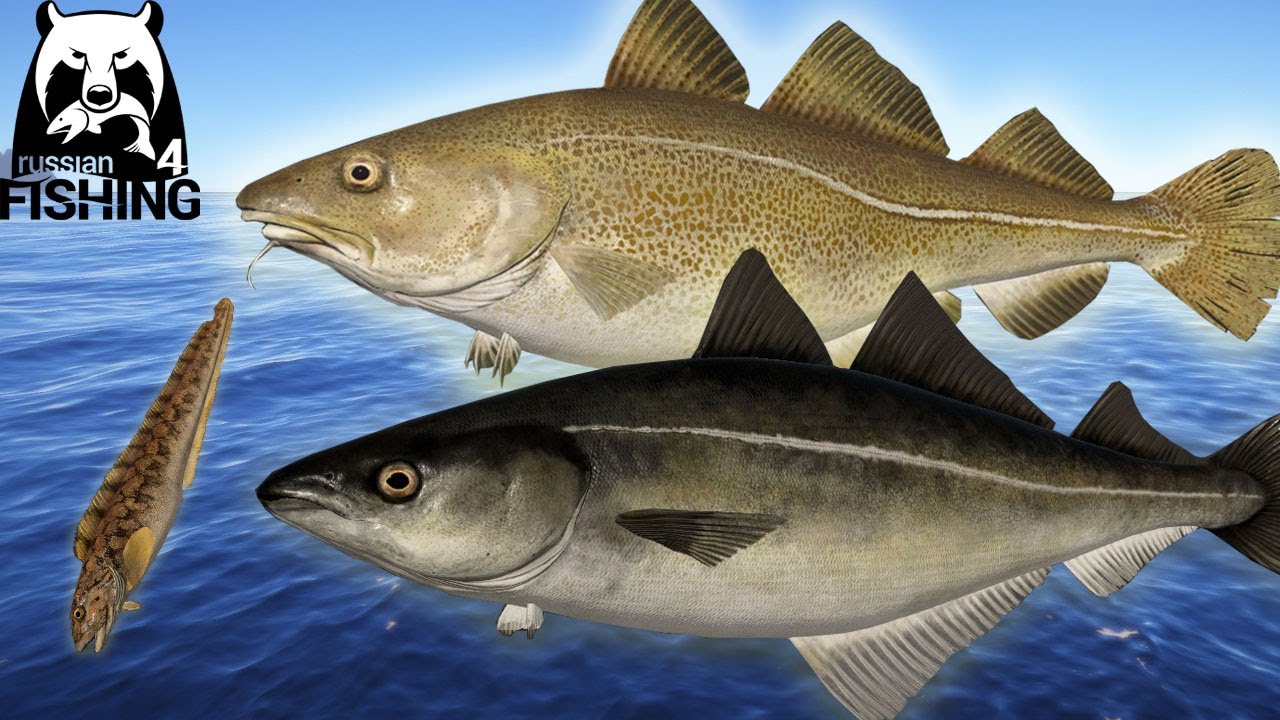 Norwegian Sea New Map is Here Active Spot - Russian Fishing 4 #rf4 ...