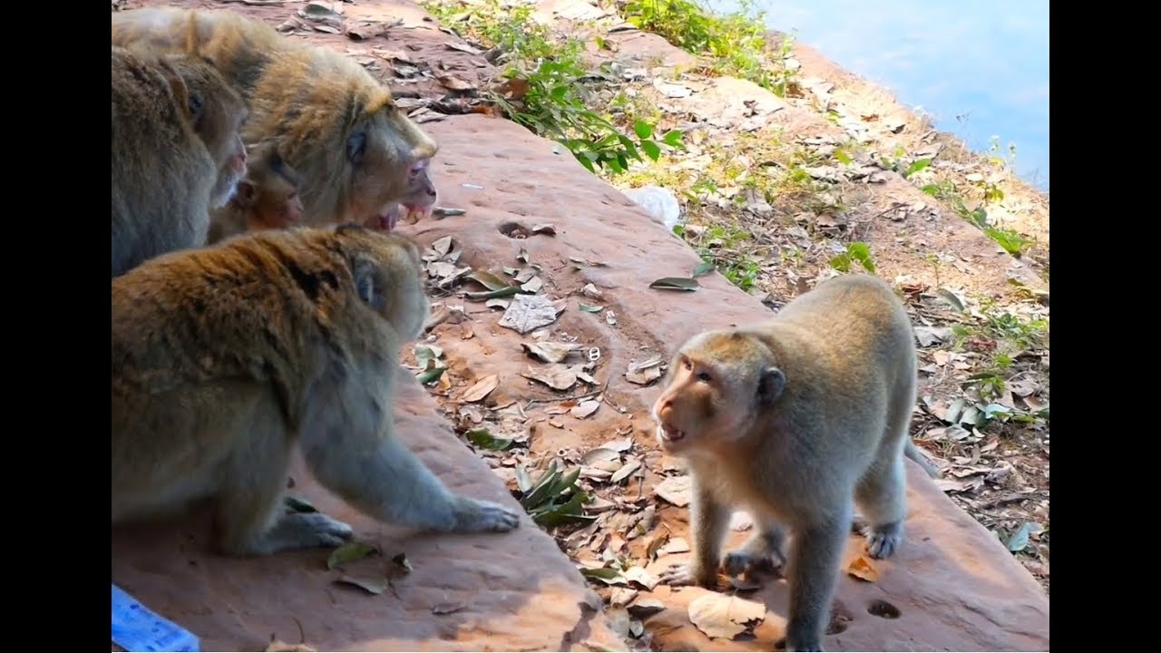 Look how three monkeys fight to protect theirs territory and members in ...