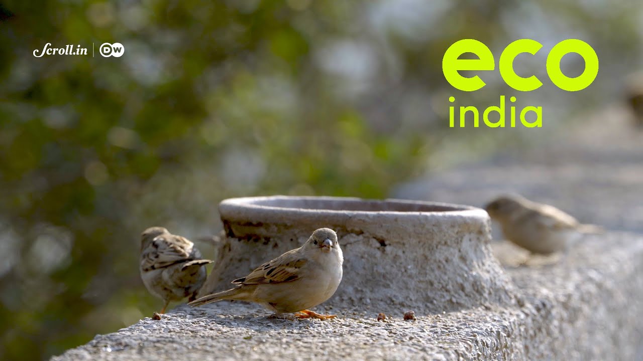Eco India: Why are sparrows continuing to disappear from Indian cities ...
