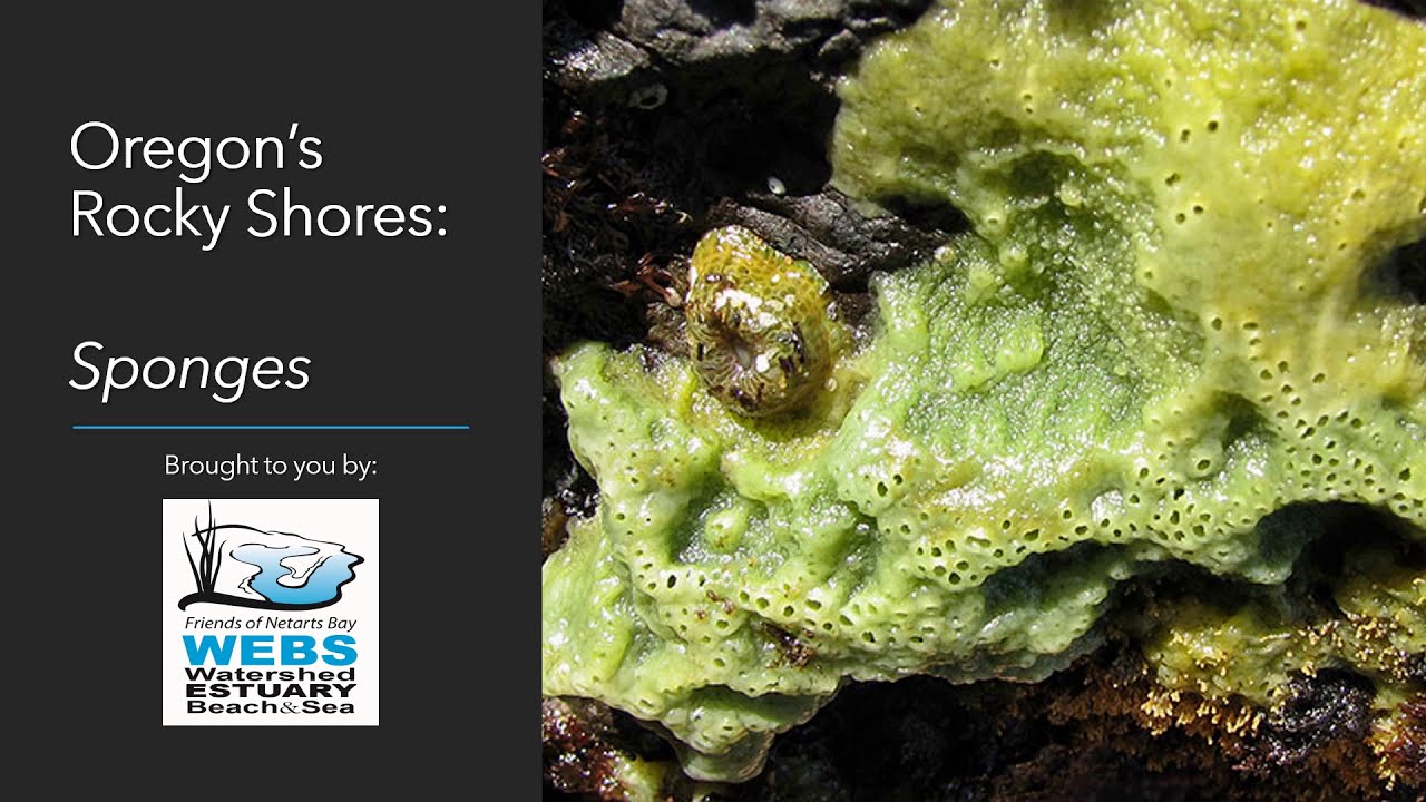 Deeper Dive: Rocky Intertidal Sponges - YouTube