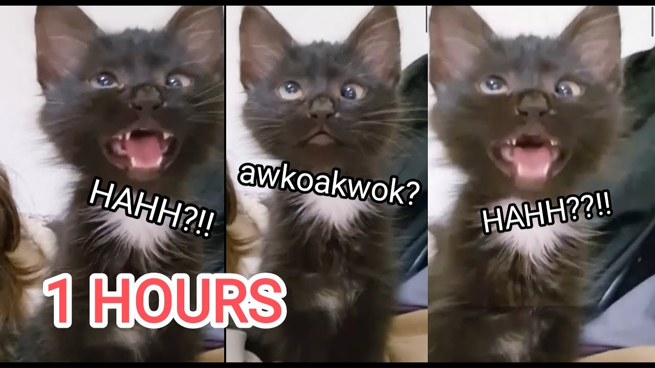 Hah Cat Meme 1 Hours - YouTube