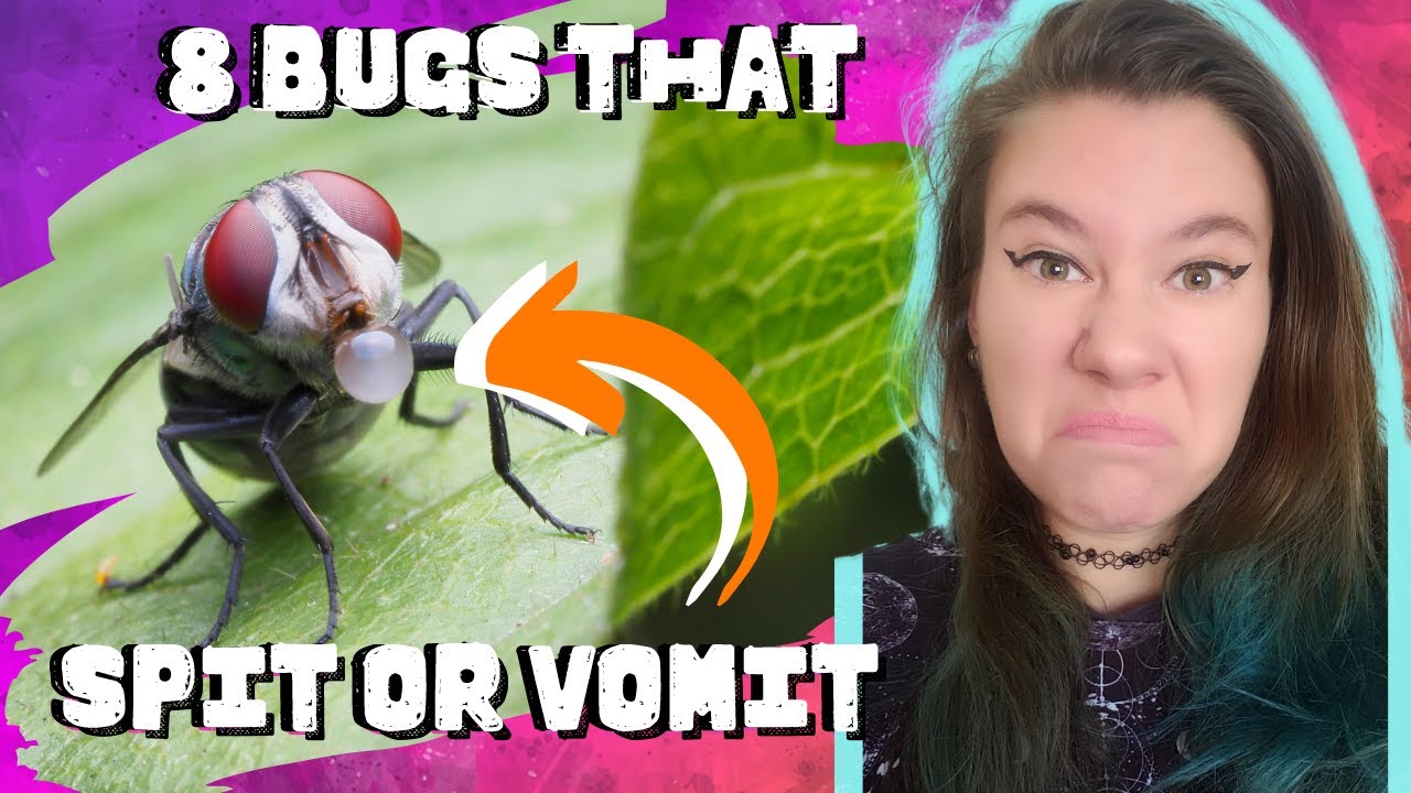 8 Bugs that Can Spit or Vomit 🤮 - YouTube