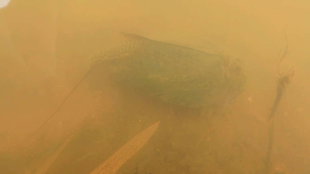 Listonoh letní (Triops cancriformis) - YouTube