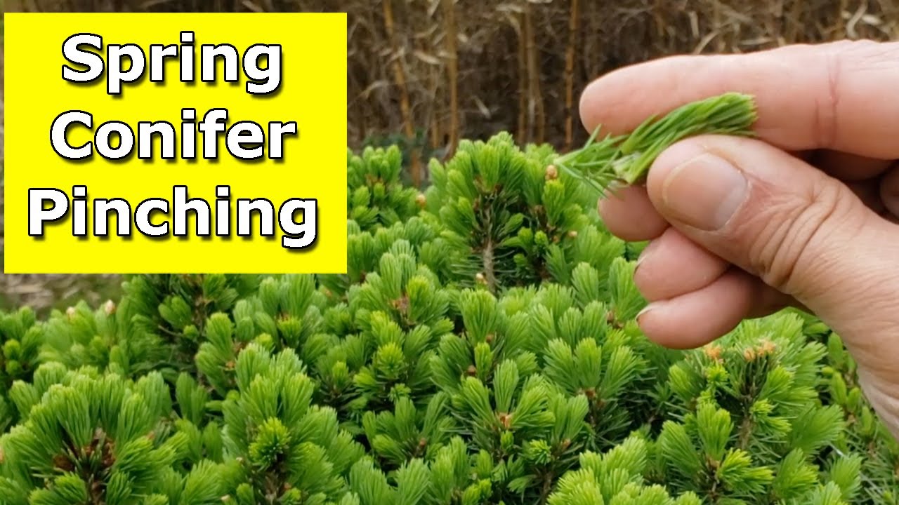 Dwarf Alberta Spruce | Pinching for Shape! - YouTube