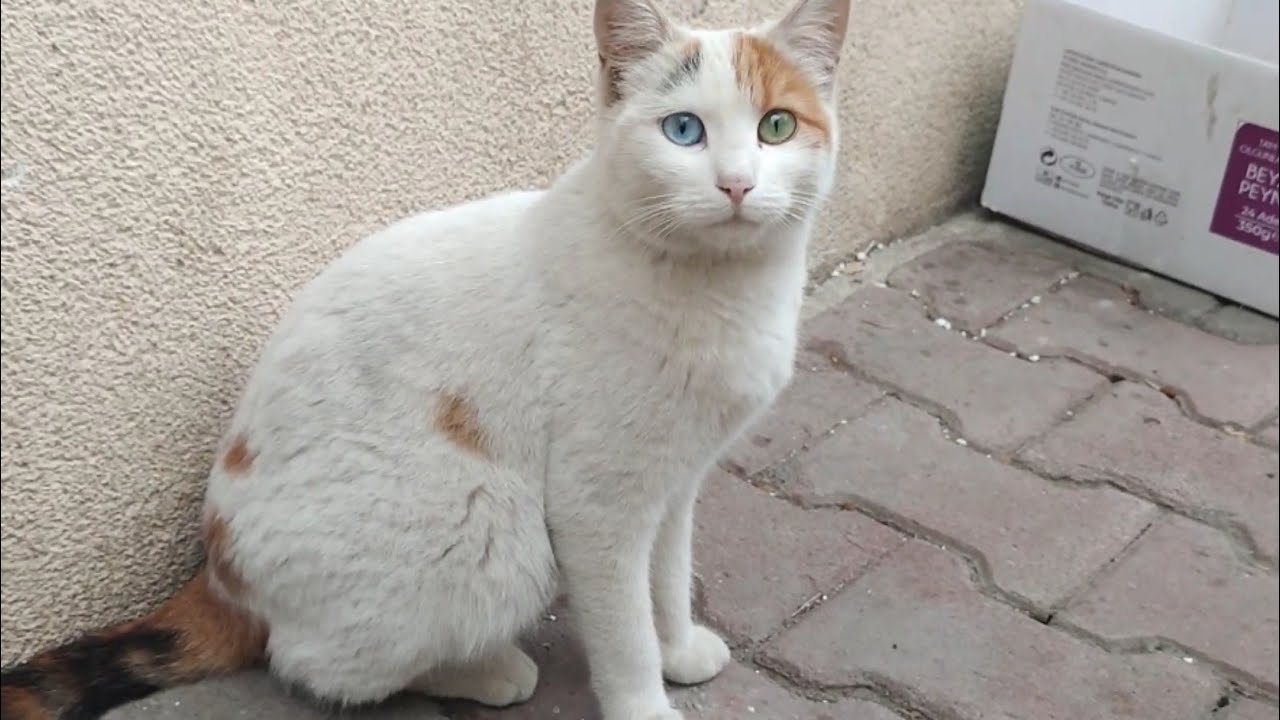 This Beautiful Cat İs İn Our Garden - Outdoor cats - YouTube