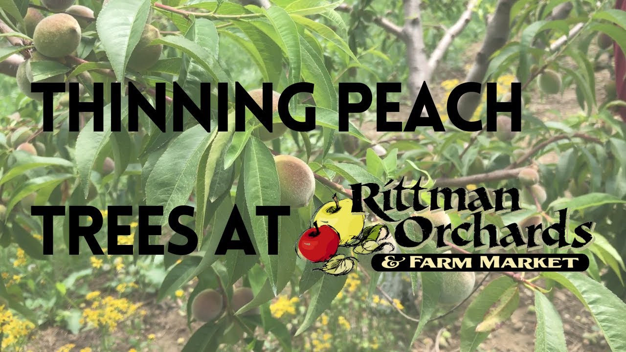 Thinning Peach Trees at Rittman Orchards - YouTube