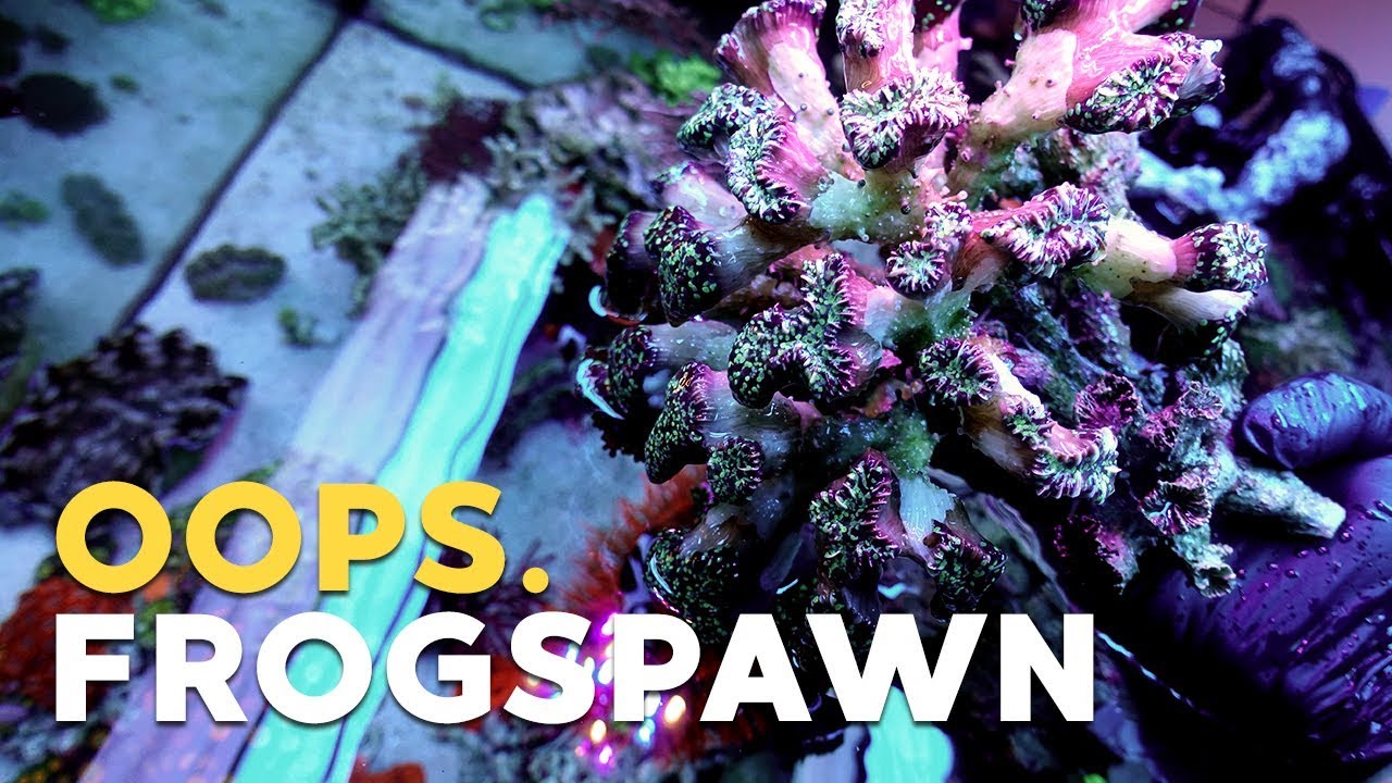 How [NOT] to Frag Frogspawn Coral!! - YouTube