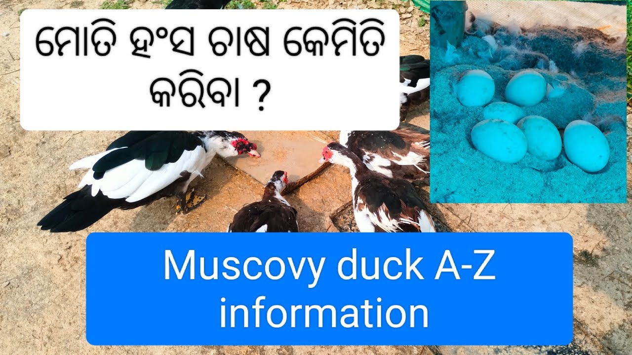 ମୋତି ହଂସ ଫାର୍ମ କେମିତି ଆରଭ କରିବା ? Moti batak palan kese kare. Muscovy ...