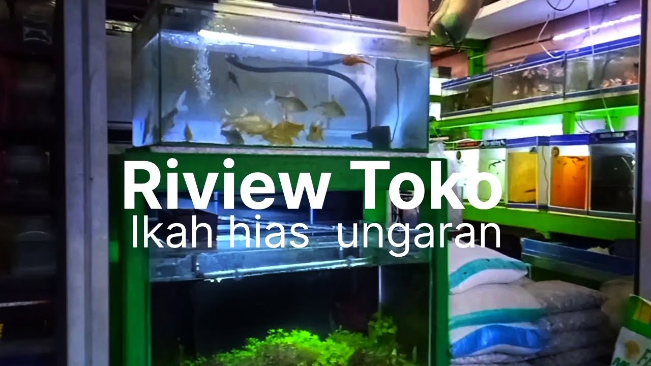 Review Toko ikan Hias di Daerah Ungaran || Review of ornamental fish ...
