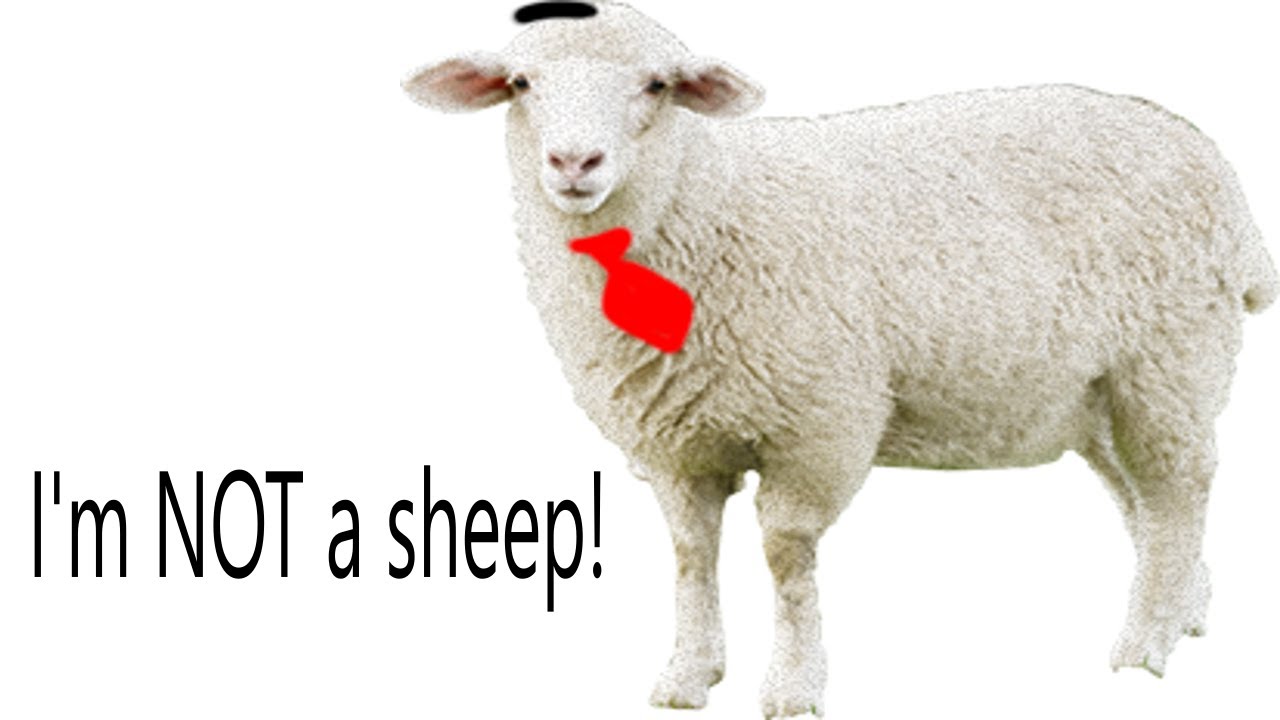 Zeki is not a sheep! - YouTube